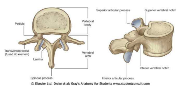 Prestige Pain Centers - Back or Spinal Pain